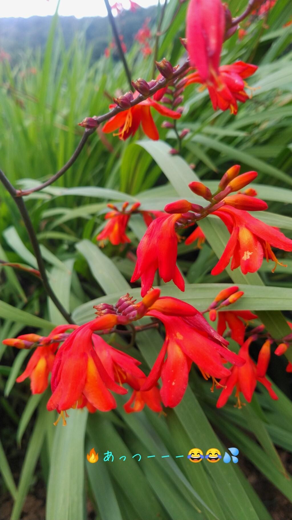 🌇残業前の🚶‍♂️ぶらり散歩.. ... / Ichi-genさんのモーメント | YAMAP / ヤマップ