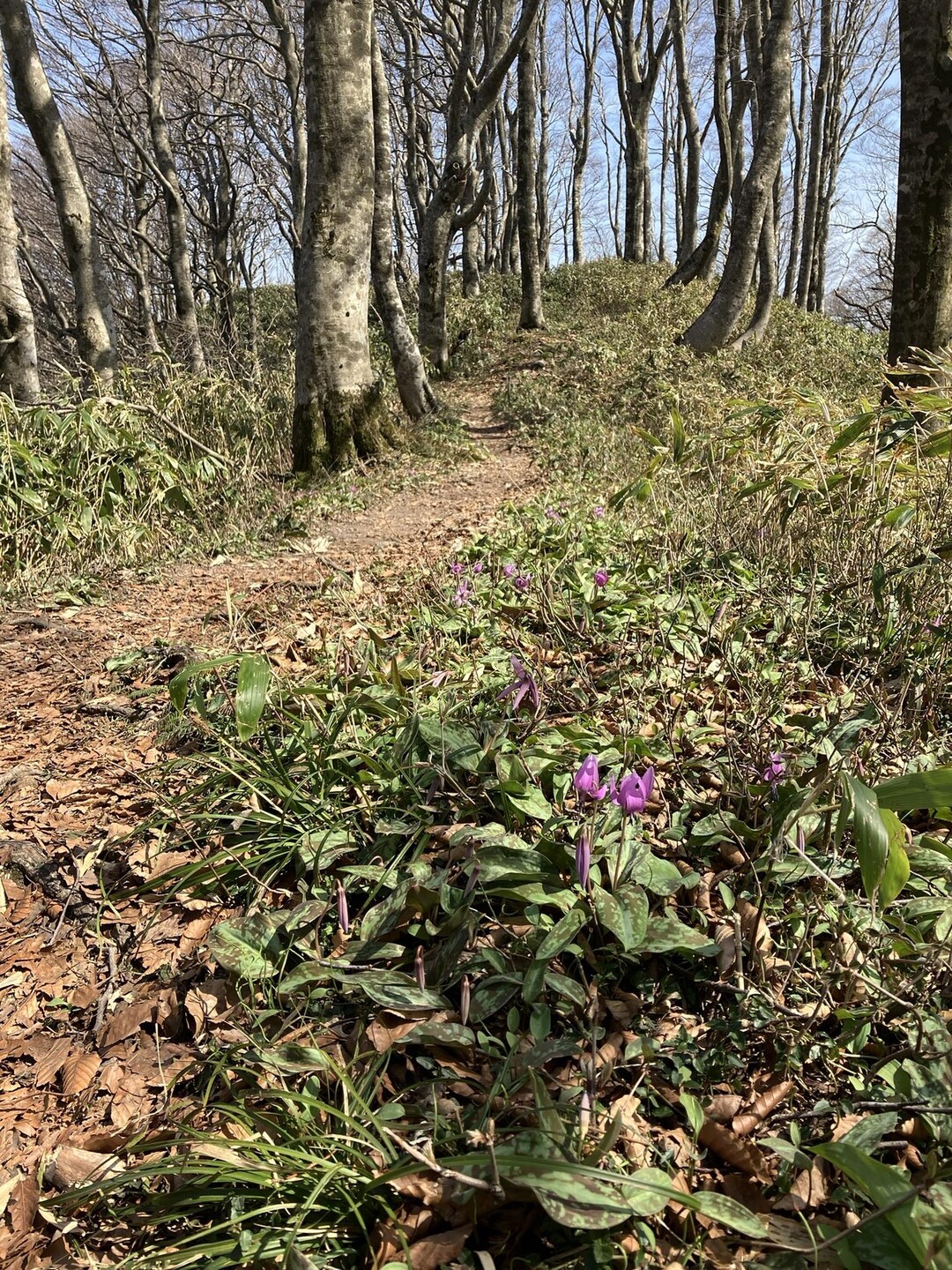 毛無山・ウド山・白馬山 / go−maruさんの毛無山の活動データ | YAMAP / ヤマップ