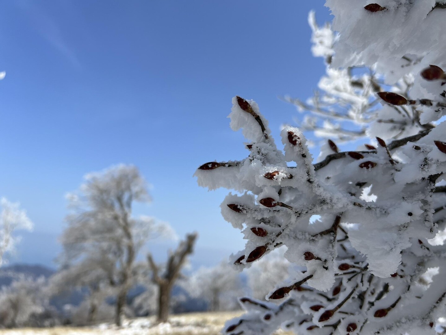 大森山・佐々連尾山：Fさん「頭の会」入会おめでとう㊗️ / mipiさんの佐々連尾山・大森山の活動日記 | YAMAP / ヤマップ