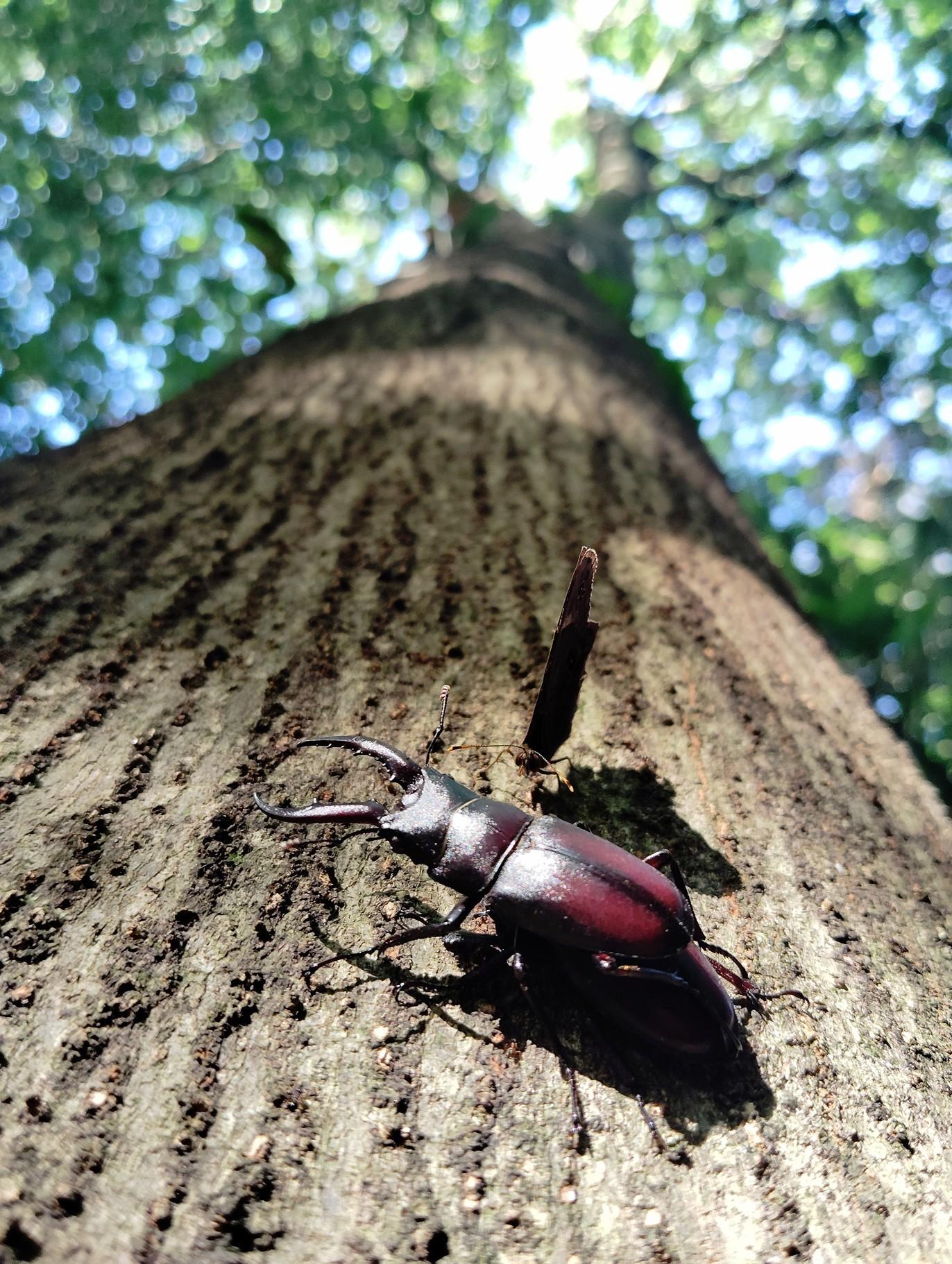 ノコギリクワガタを発見!!😆 ノコギ... / kouさんのモーメント | YAMAP / ヤマップ