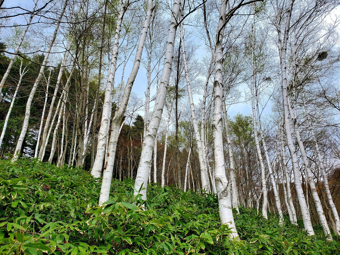 2021.04.18(日) 08:53 / sarunosukeさんのモーメント | YAMAP / ヤマップ