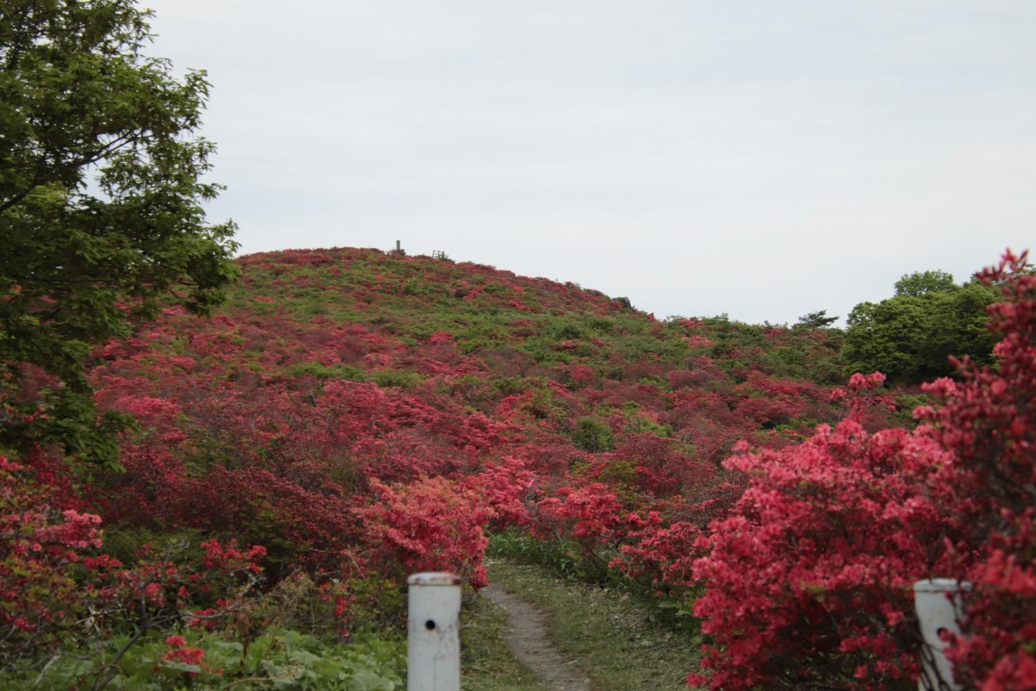 ツツジの室根山-2025-05-29 / G-Mikiさんの室根山の活動データ | YAMAP / ヤマップ