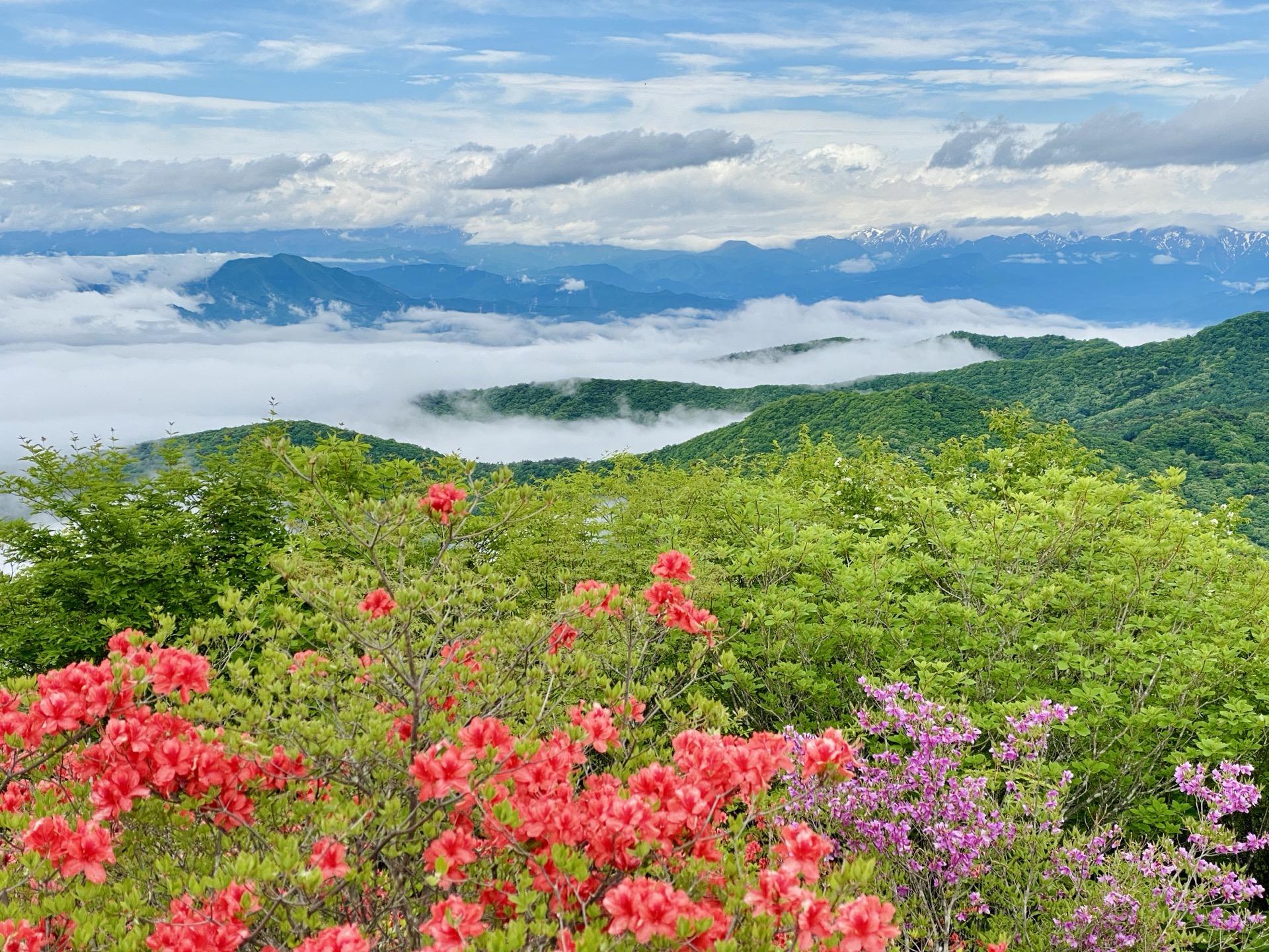 雨あがりの鍋割山:雲海+花海 / yama walkerさんの赤城山・黒檜山・荒山の活動データ | YAMAP / ヤマップ