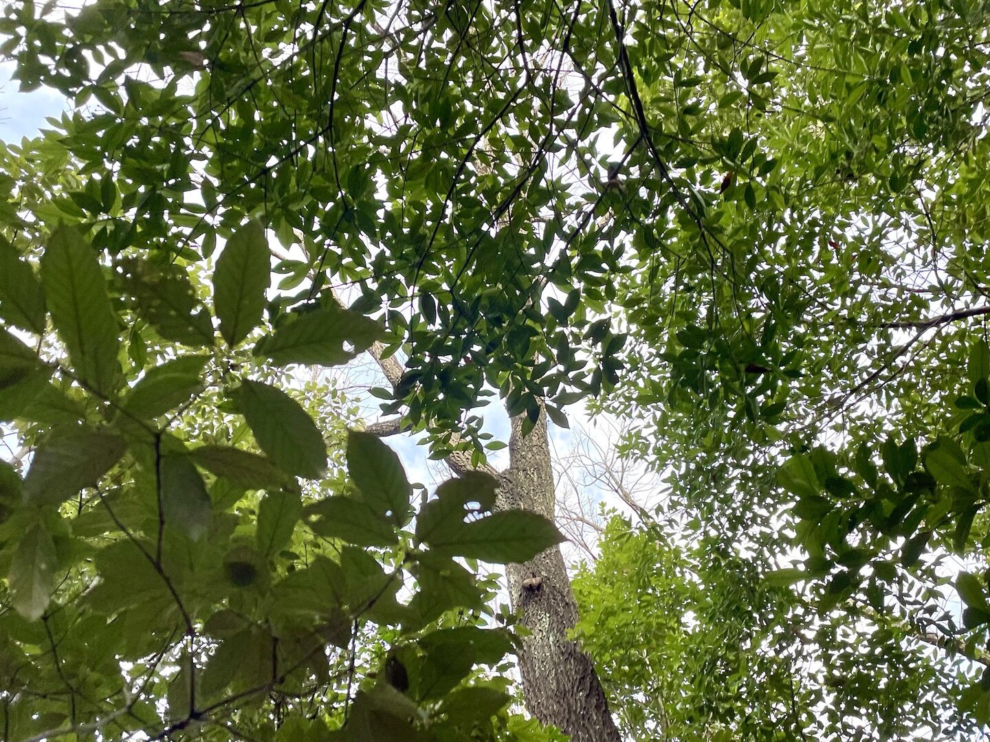 相生山緑地さんぽ / asimkさんの名古屋市の活動データ | YAMAP / ヤマップ