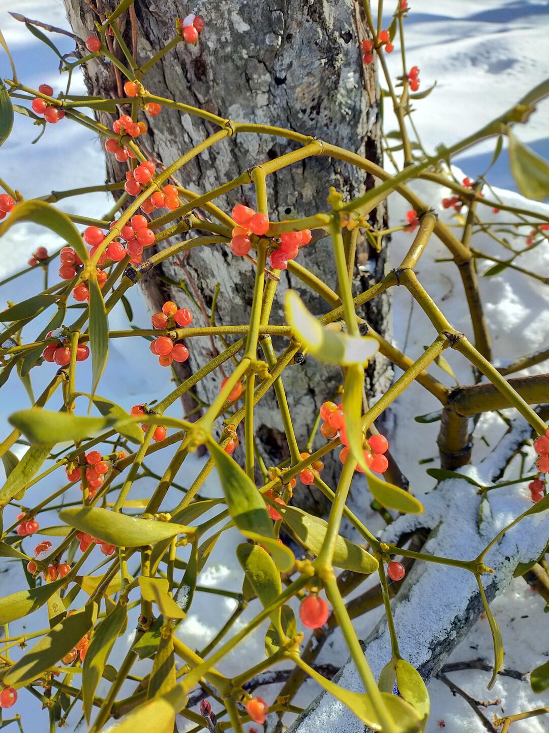 萩の山 / kokeroさんの利根別自然公園の活動データ | YAMAP / ヤマップ