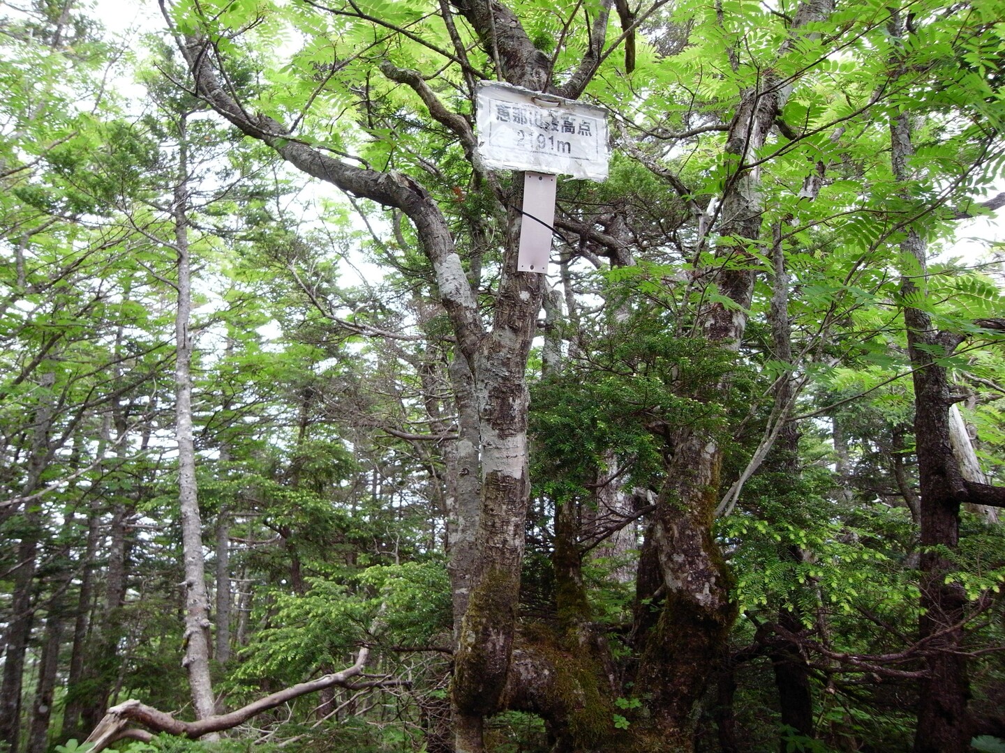 広河原ルートで恵那山 / kamonmonさんの恵那山・大判山・神坂山の活動データ | YAMAP / ヤマップ