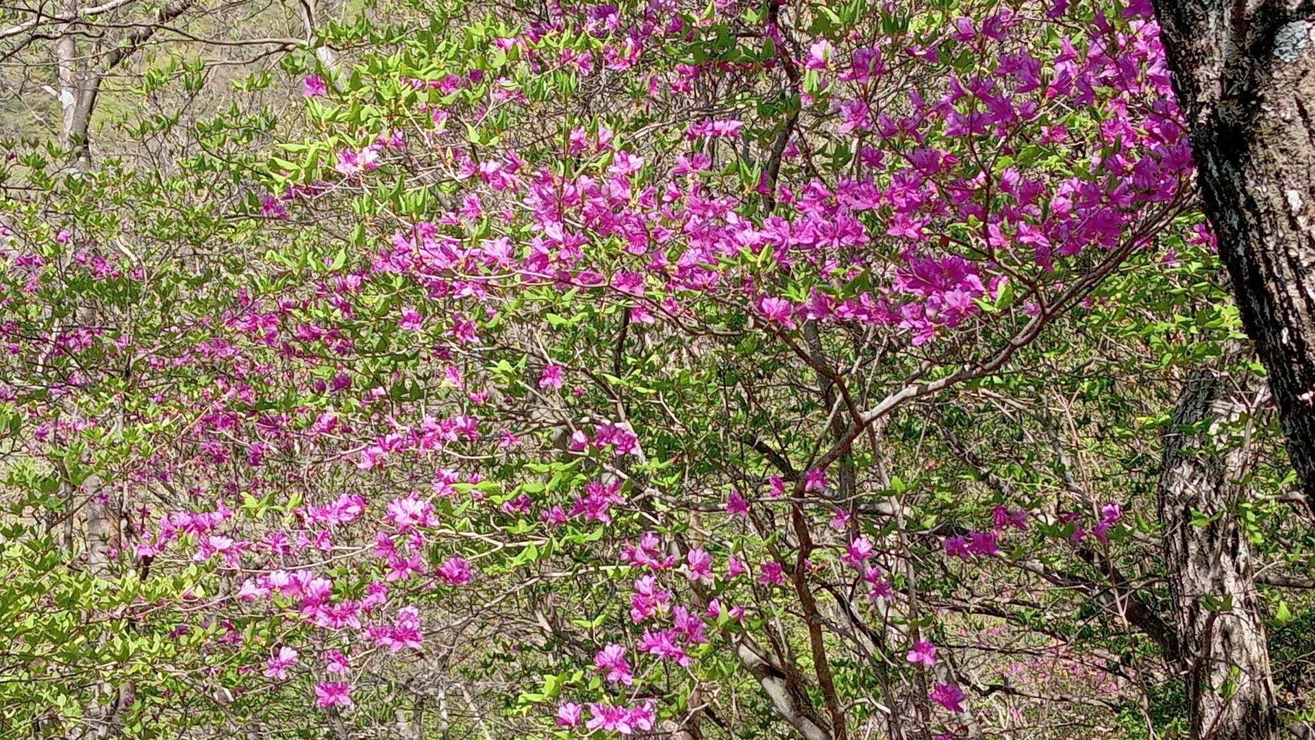 茶ノ木畑山・前山・長七郎山 / Hiro'ismさんの赤城山・黒檜山・荒山の活動データ | YAMAP / ヤマップ