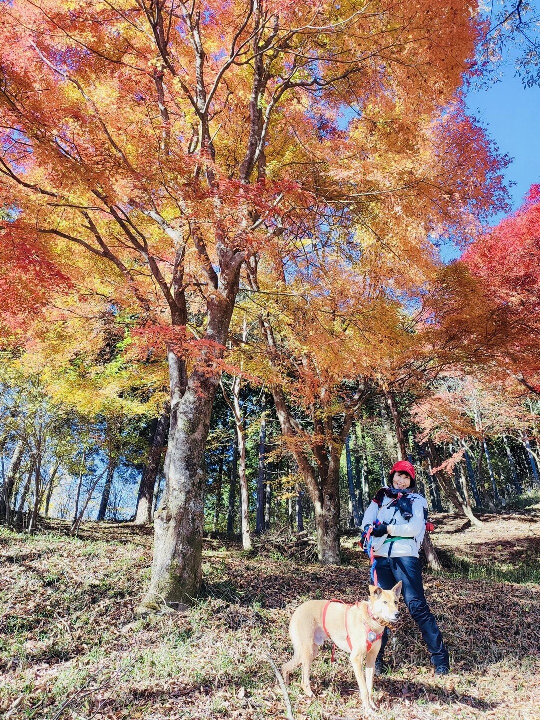 丸山 / Miyuさんの丸山・日向山の活動日記 | YAMAP / ヤマップ