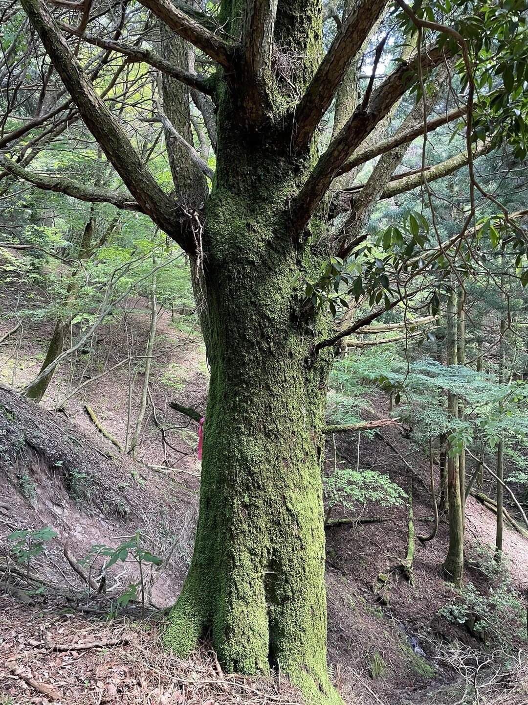 笠形山 扁妙の滝 / kazuomoさんの笠形山（播磨富士）の活動データ | YAMAP / ヤマップ