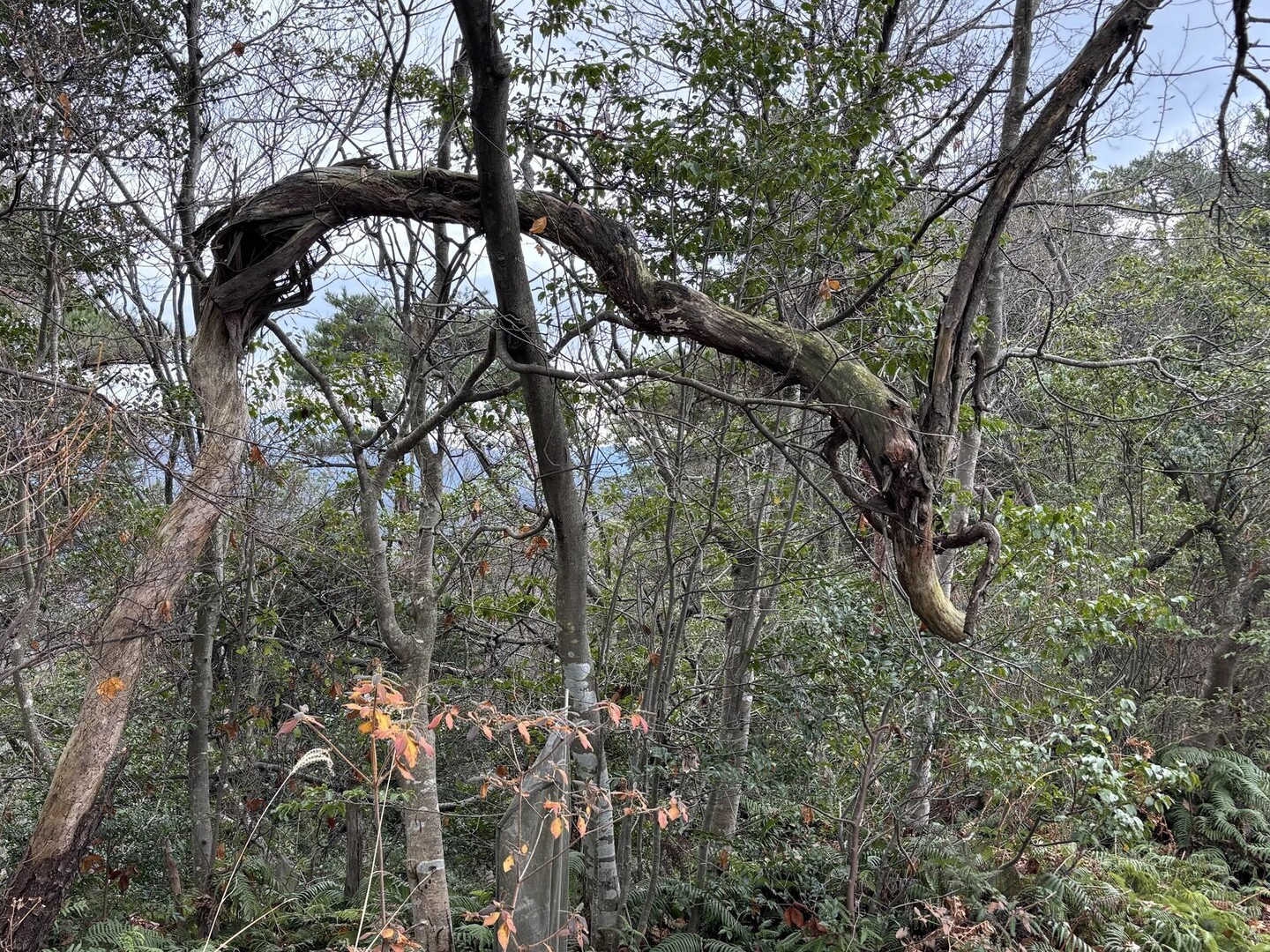 青龍山🐉 / NALUさんの青龍山の活動データ | YAMAP / ヤマップ
