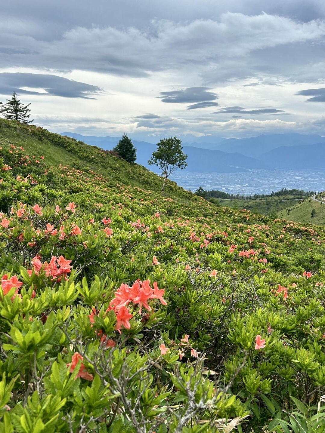 横峰・鉢伏山・前鉢伏山・高ボッチ山 / uskさんの鉢伏山・高ボッチ山・三峰山の活動データ | YAMAP / ヤマップ