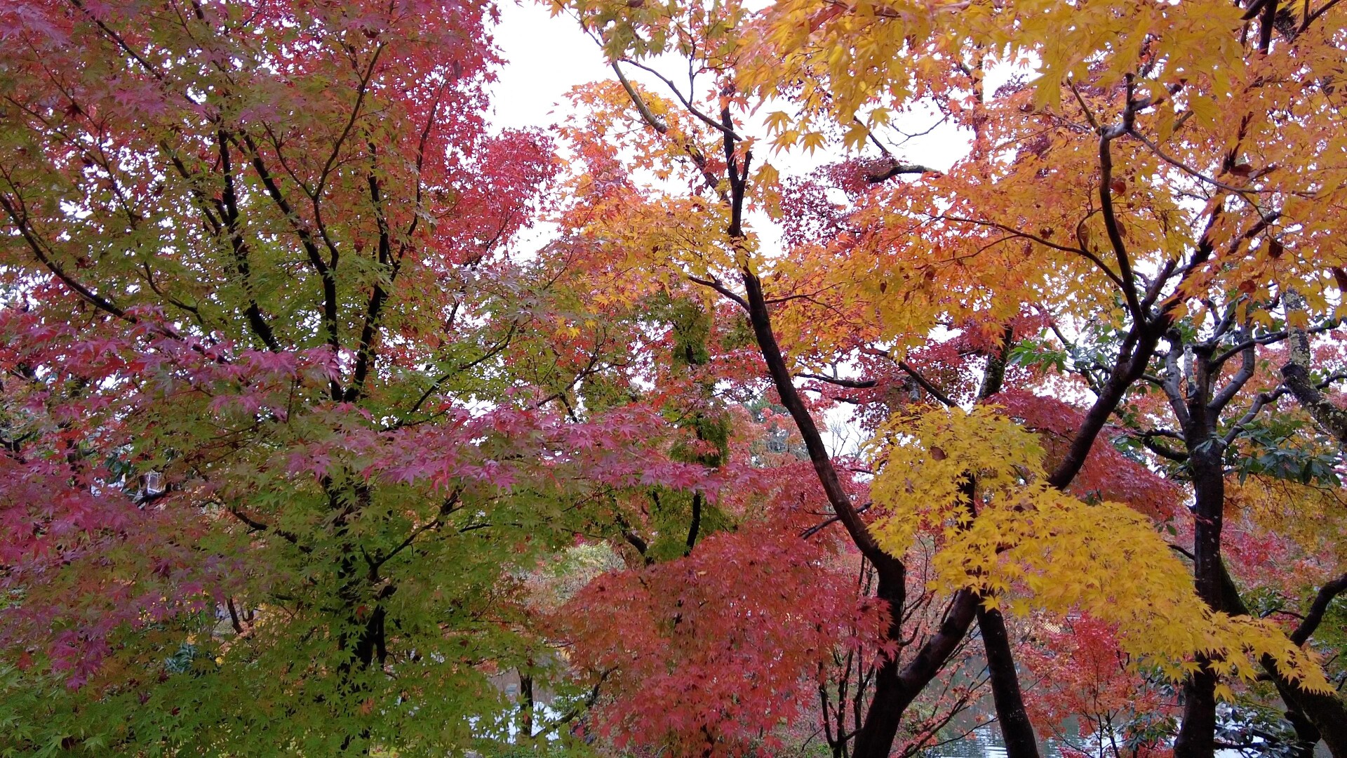 今年の京都の各所の紅葉です。https:... / TAKUさんのモーメント | YAMAP / ヤマップ