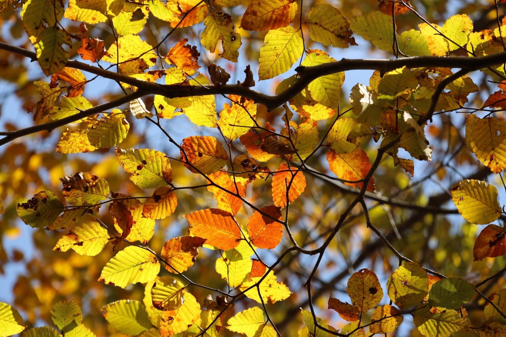 黄葉&紅葉の大日ヶ岳💛 ️ / kayo♪さんの大日ヶ岳・毘沙門岳の活動データ | YAMAP / ヤマップ