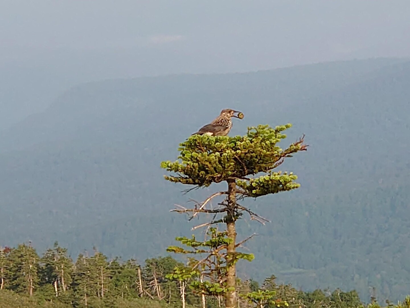 諸檜岳・前諸桧・嶮岨森・源太ヶ岳・八幡平 / yarth-vaderさんの岩手山・八幡平・安比高原 50km トレイルの活動データ | YAMAP / ヤマップ