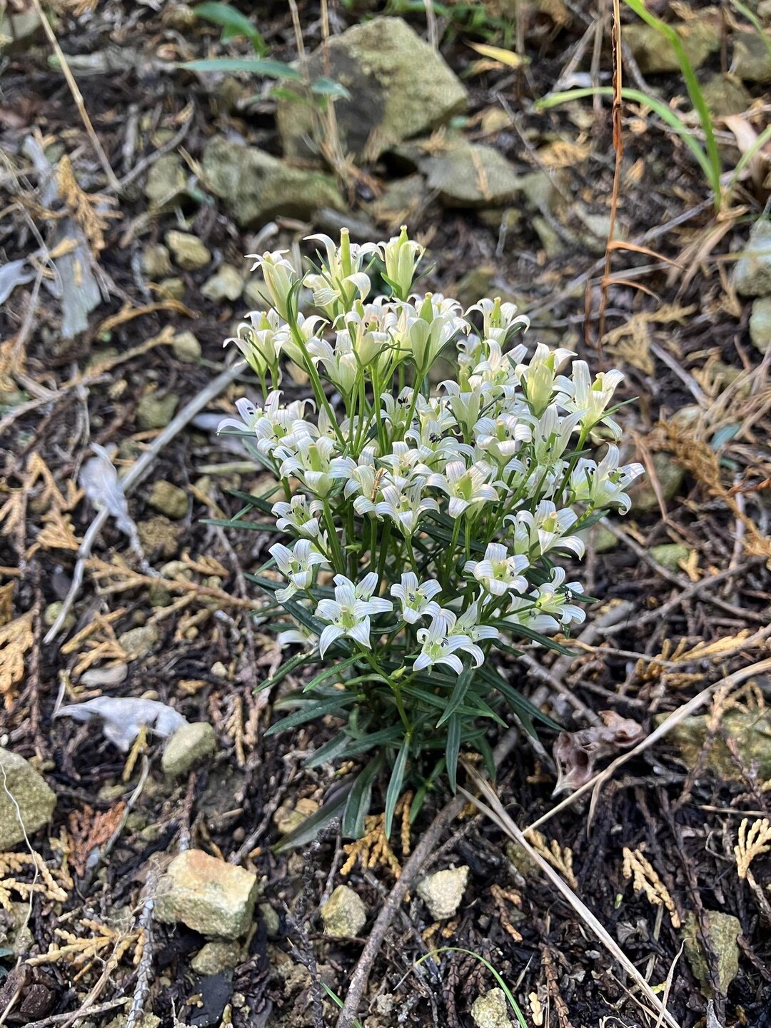 石津御嶽経由の恋姫山のセンブリ / hiroさんの多度山・美濃松山・石津御嶽の活動データ | YAMAP / ヤマップ
