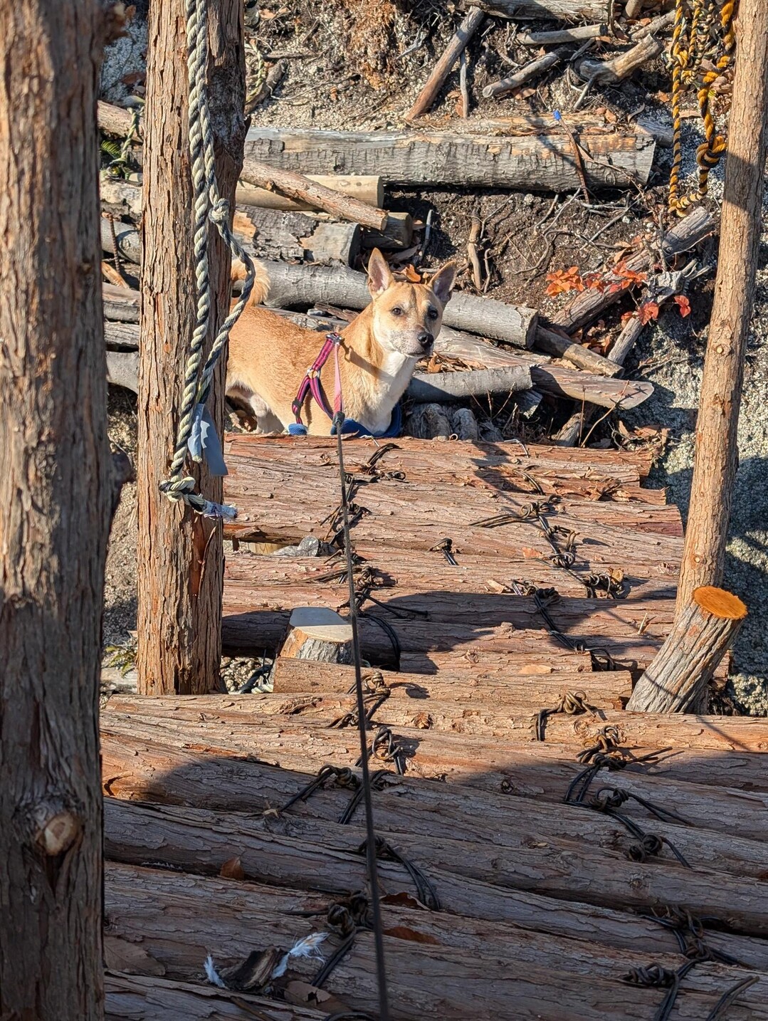🐕‍🦺菩提寺山へ / emiさんの菩提寺山の活動データ | YAMAP / ヤマップ