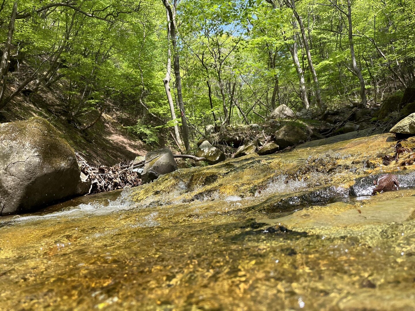 権太倉山開山祭へ🐾 / hachacha-umemeさんの権太倉山の活動データ | YAMAP / ヤマップ