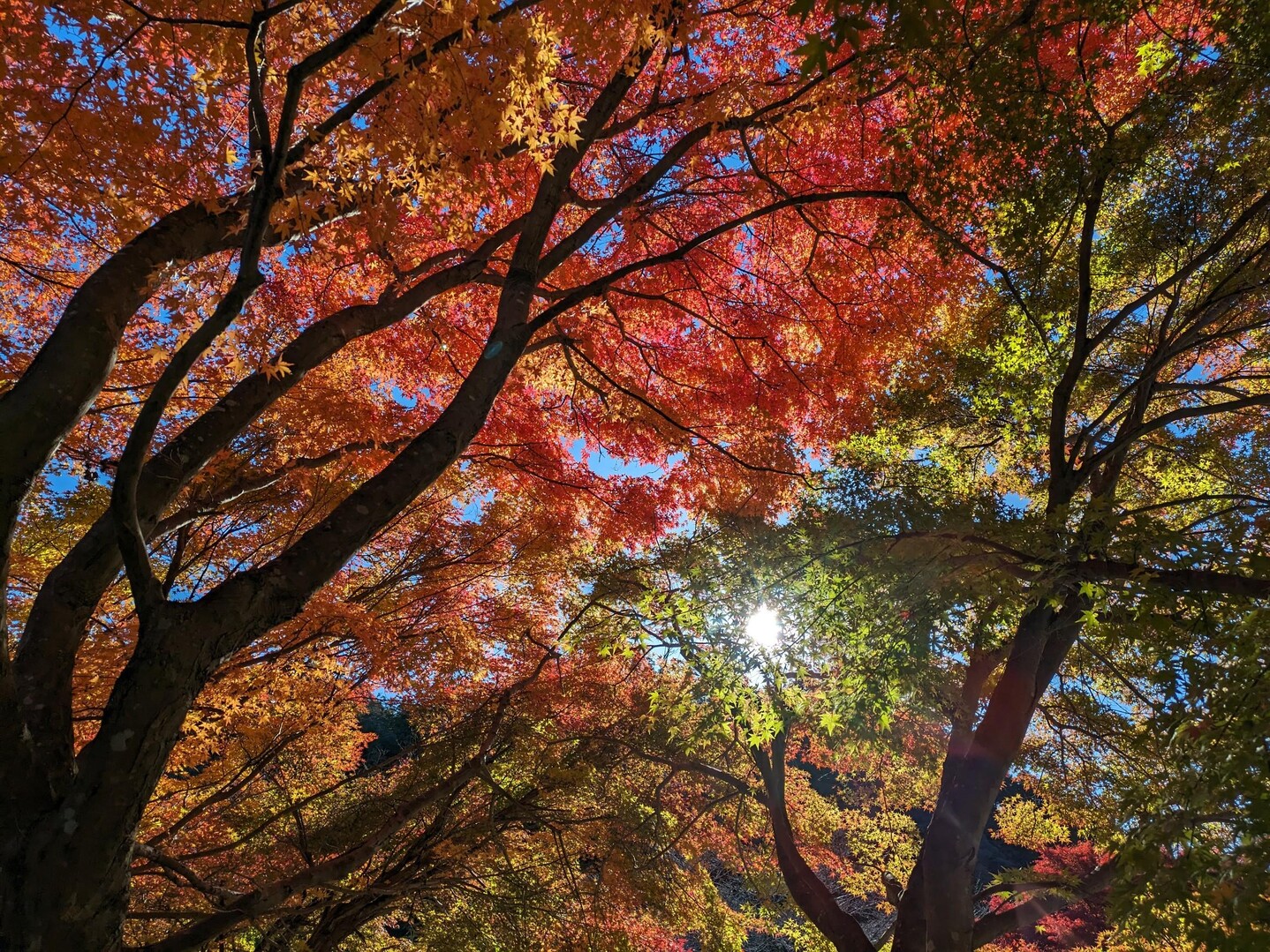 鳳来寺山・瑠璃山👣 / Sho_P.rabbitさんの宇連山・鳳来寺山・岩古谷山の活動日記 | YAMAP / ヤマップ