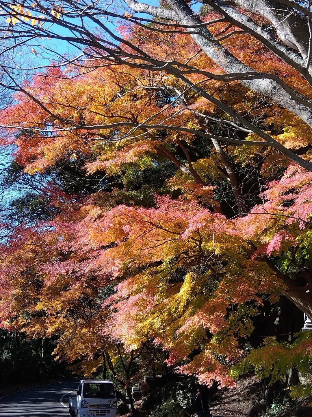 椎尾山・坊主山・筑波山（男体山）・筑波山（女体山）「薬王院コース」 / asonさんの筑波山の活動日記 | YAMAP / ヤマップ