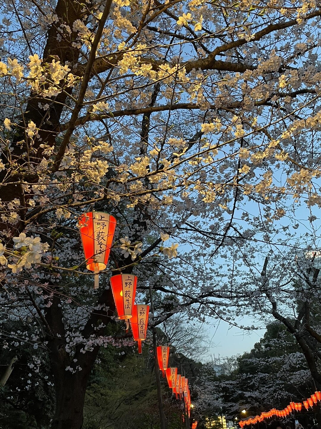 WBC優勝おめでとう🎉🎊㊗️本当に嬉... / みくわさんのモーメント | YAMAP / ヤマップ