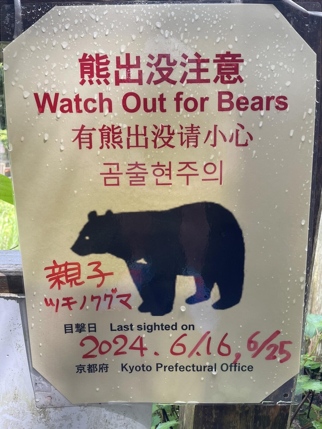 29Jun trail, bear 🐻 spree the other day / run4funさんの京都一周トレイルの活動日記 | YAMAP / ヤマップ