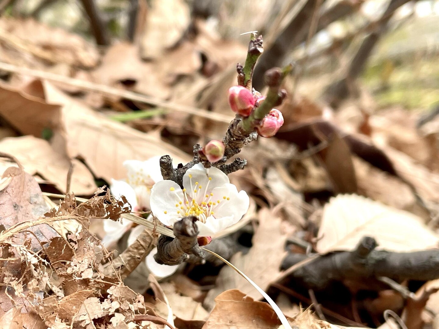 病み上がりミクラ😷 / KIMIYAさんの高御位山・播磨アルプスの活動データ | YAMAP / ヤマップ
