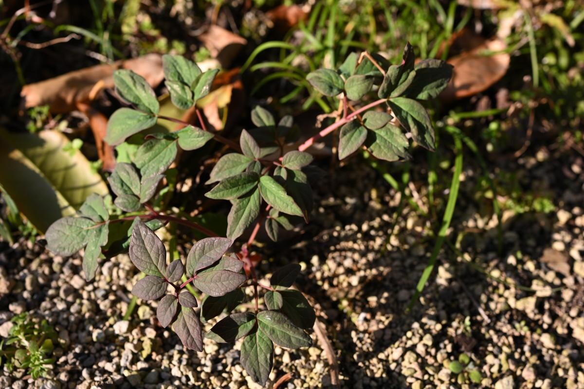 いつのまにかヤヤマシャクヤクが芽を出して... / 四国の花Moment🤗🌱ー花と山のグラビアサイトーさんのモーメント | YAMAP / ヤマップ