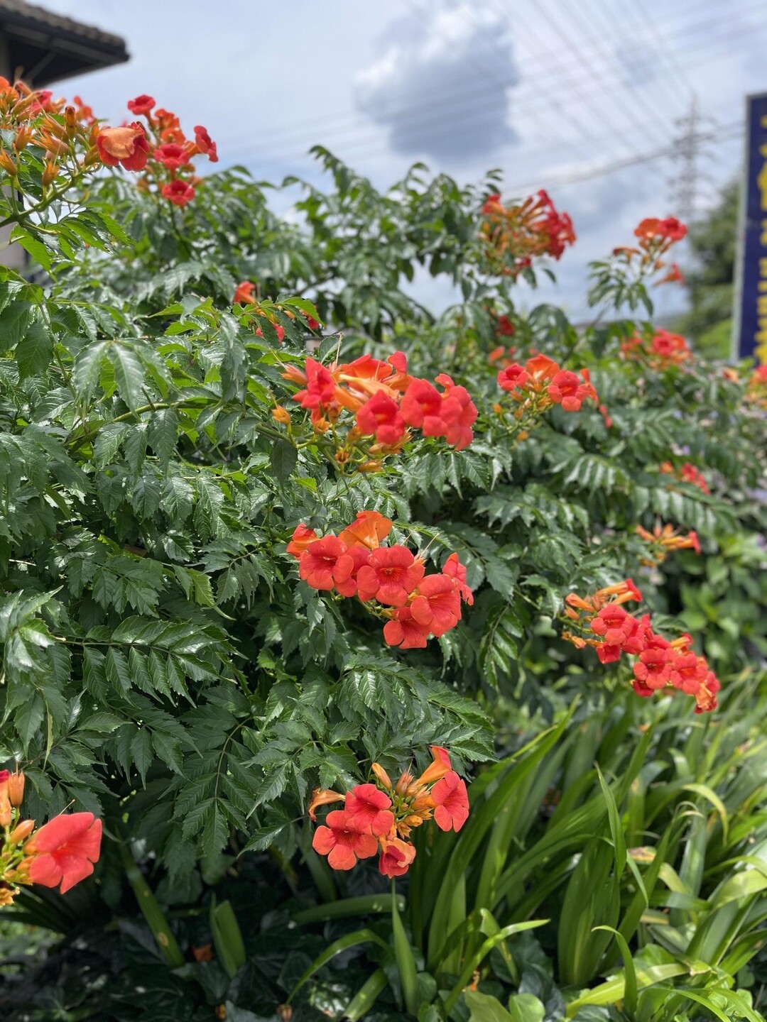 【甘南備山】〜アンテナ山・サンドイッチ山・交野山 / old_boy_1214さんの交野山・国見山の活動データ | YAMAP / ヤマップ