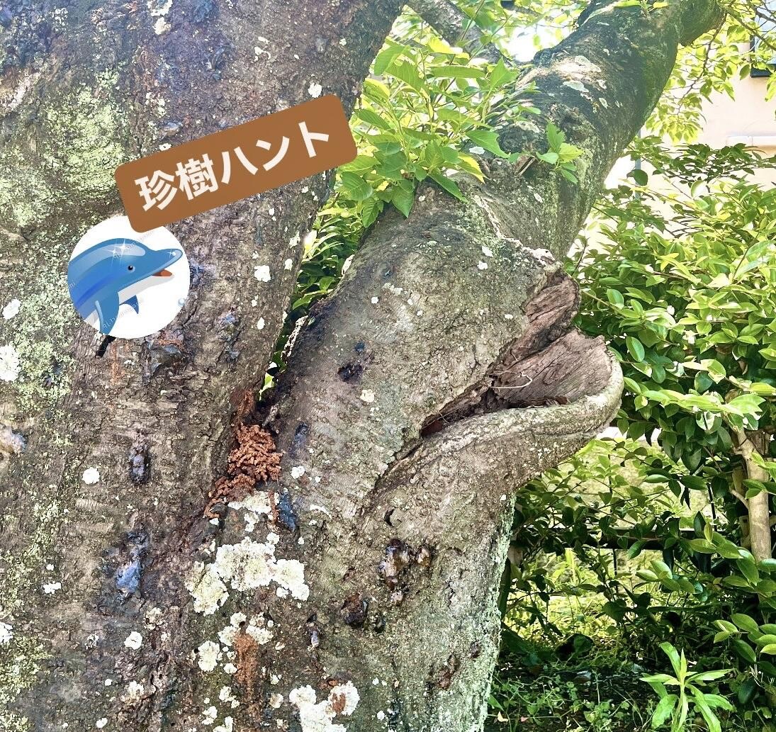 ばったり珍樹🌳 探す価値あり「河内ドルメン」 / yayo.asaさんの生駒山・神津嶽・大原山の活動データ | YAMAP / ヤマップ