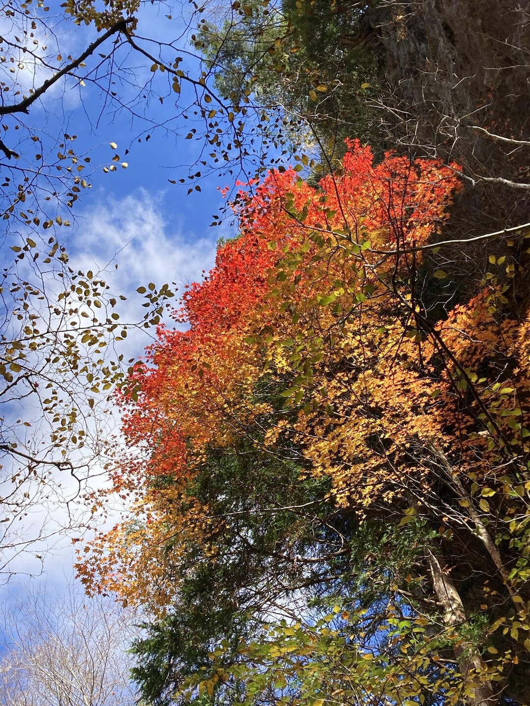 みたらい渓谷 / Samさんの観音峯山・大普賢岳・山上ヶ岳・稲村ヶ岳の活動データ | YAMAP / ヤマップ