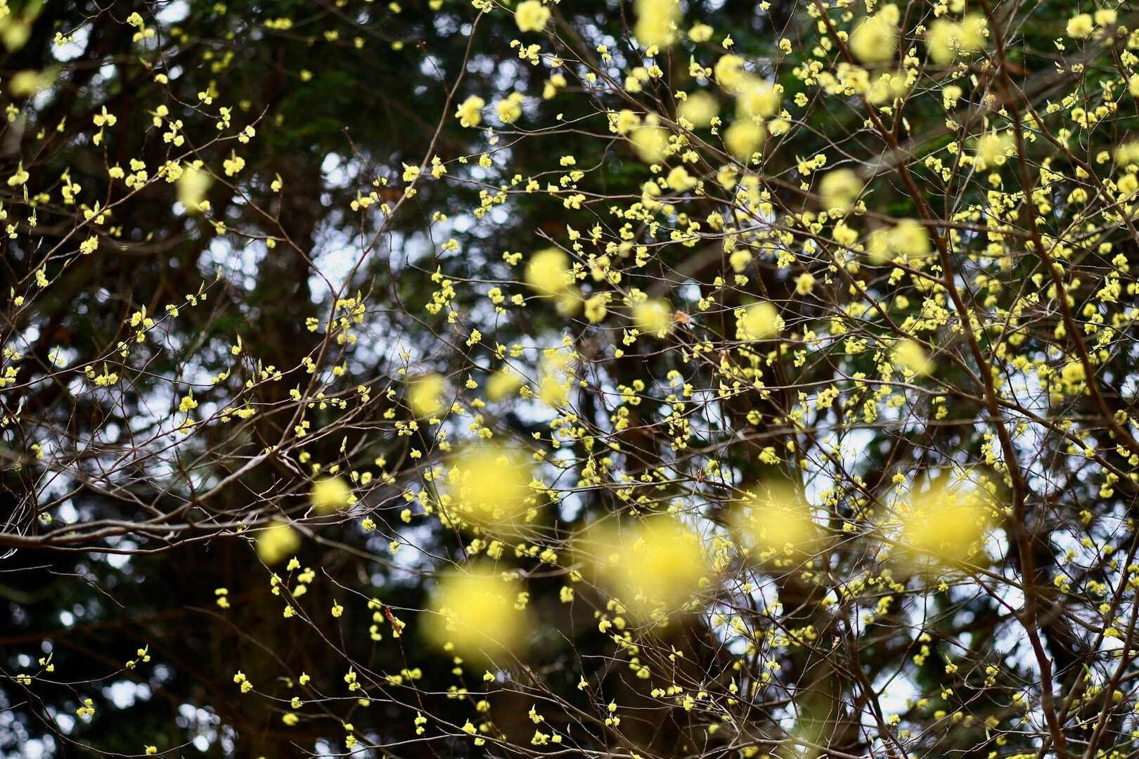 池田山 / shouichiさんの池田山の活動データ | YAMAP / ヤマップ