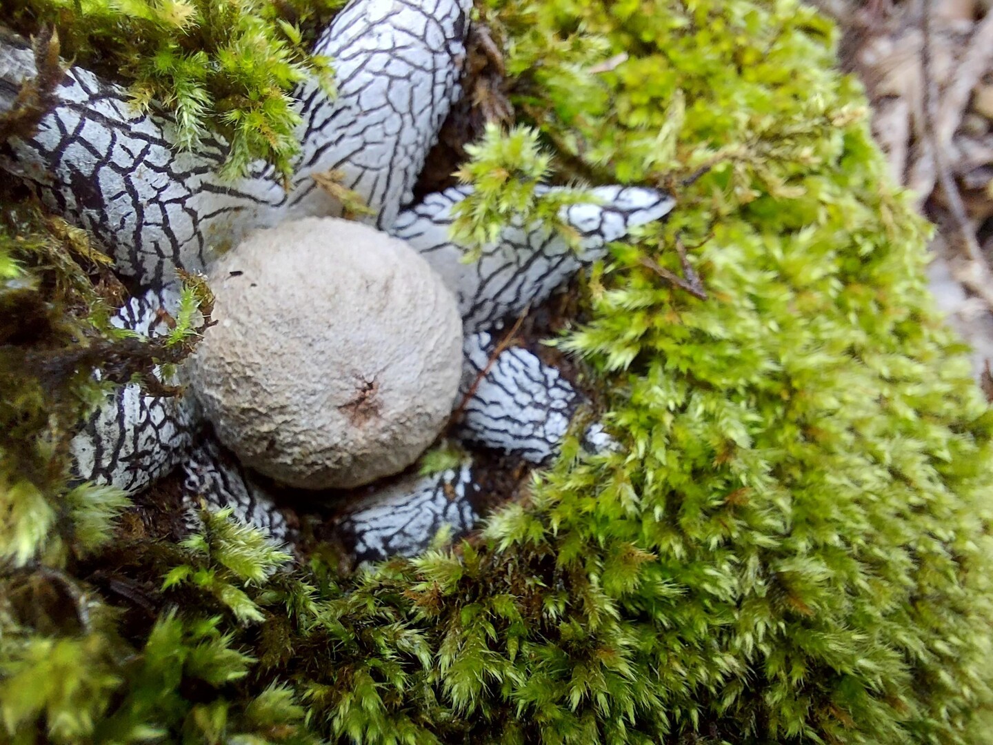天筒山 / satoさんの天筒山・中池見湿地の活動データ | YAMAP / ヤマップ