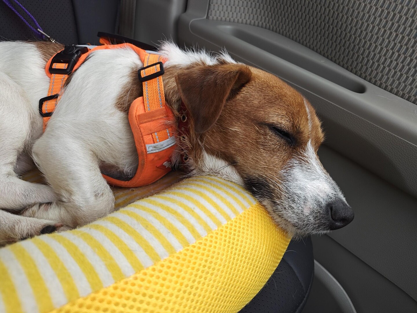 夢山歩😆天拝山 / megさんの天拝山・基山の活動データ | YAMAP / ヤマップ