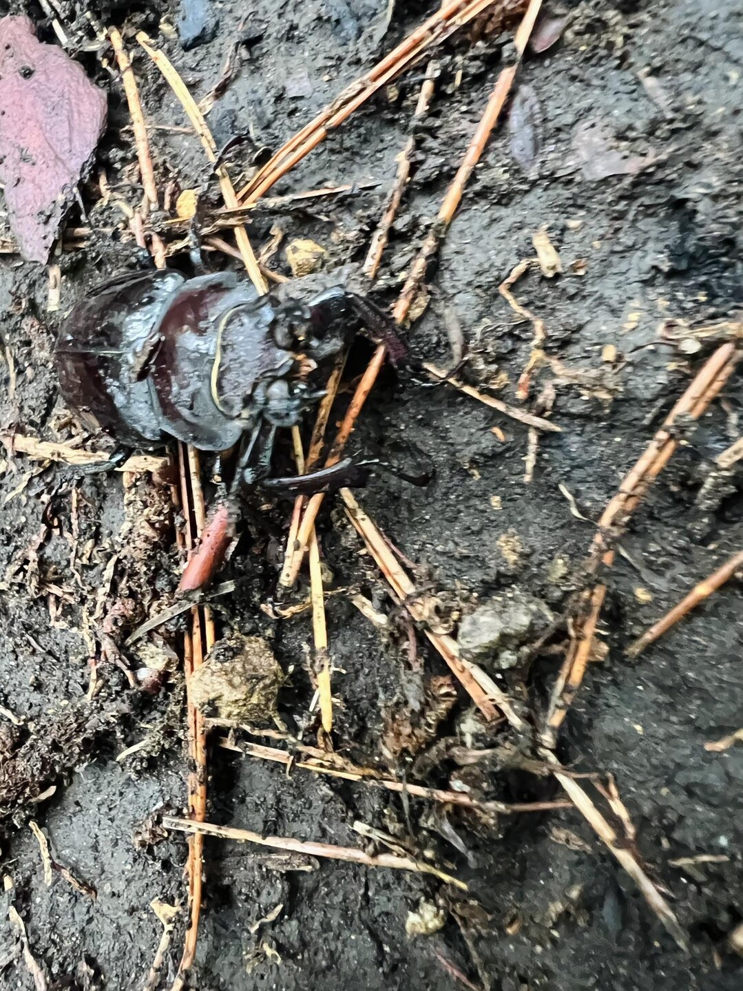 汗💦で😵ズブ濡れ ️大形山⛰ / ｺﾖｩﾃ(coyote)さんの鳴神山・吾妻山の活動データ | YAMAP / ヤマップ