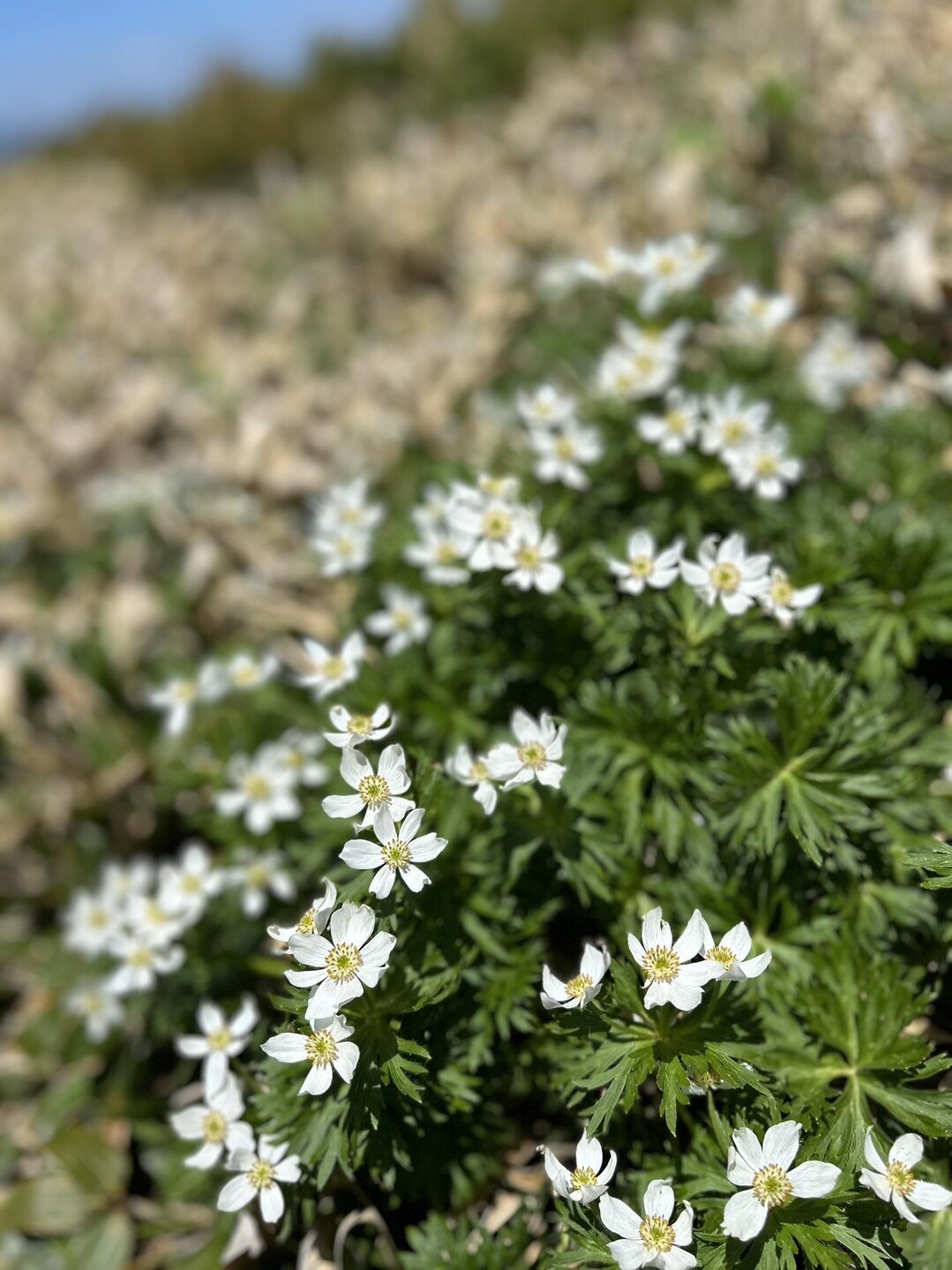 爆風のお花畑、平標山・松手山 / Mitchさんの仙ノ倉山・平標山・大源太山の活動データ | YAMAP / ヤマップ