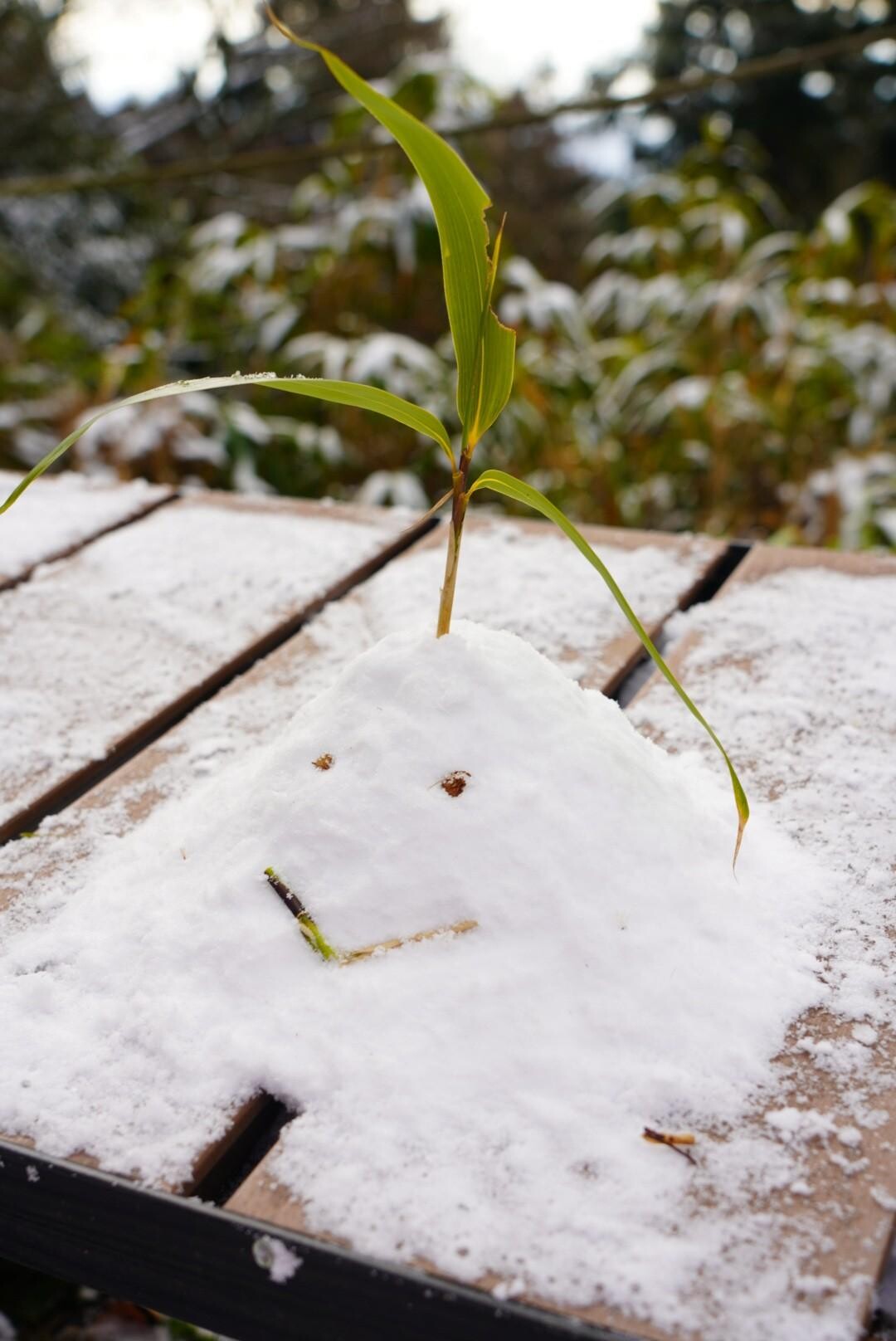 三度の飯より宝満山🔥㉛ / CB1300SBさんの宝満山・三郡山・若杉山の活動データ | YAMAP / ヤマップ