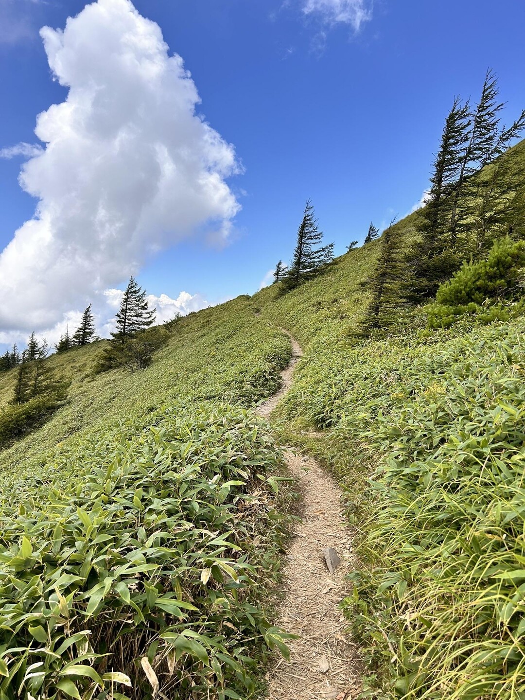 牛伏山・美ヶ原（王ヶ頭） / godeyeさんの美ヶ原の活動データ | YAMAP / ヤマップ
