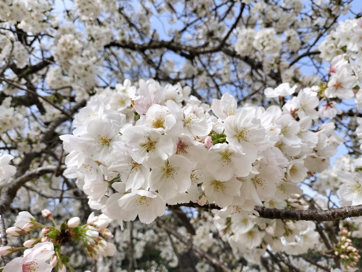 衣干山 / SIKAさんの九州オルレ・唐津コースの活動データ | YAMAP / ヤマップ