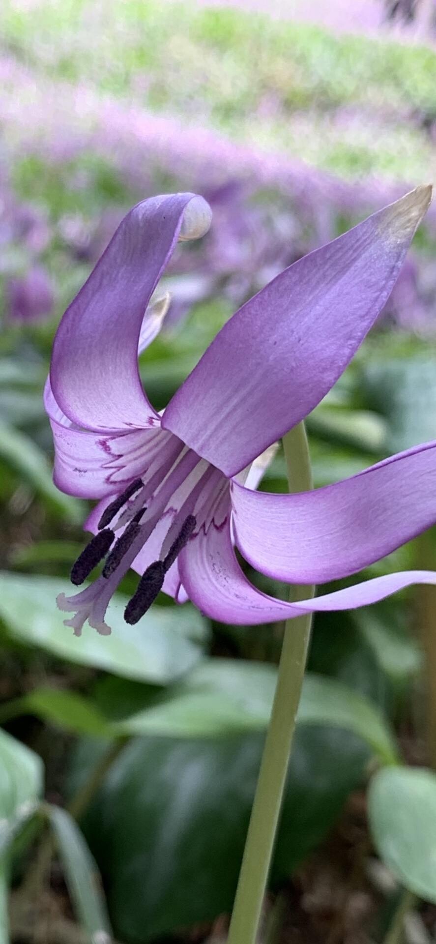 丹波市 桜堤とカタクリの里 2024-04-06 / Lucy mさんのその他の活動データ | YAMAP / ヤマップ