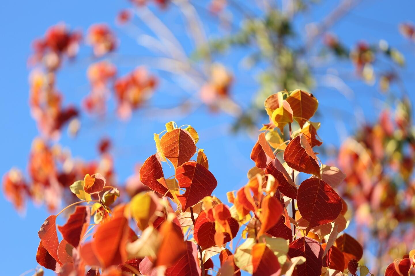 高平山の花と紅葉 / miippさんの彦岳の活動データ | YAMAP / ヤマップ