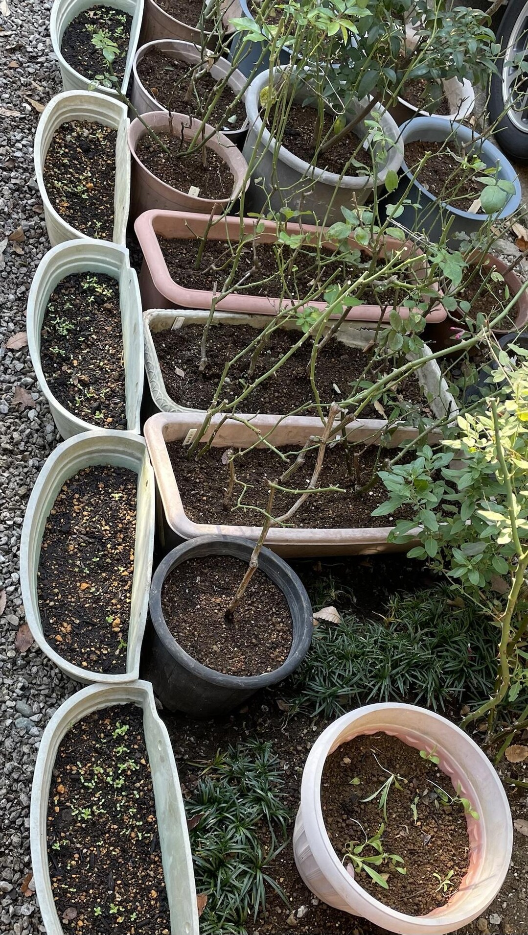 今日は花後の追肥しました😅 少し遅くな... / ken-3さんのモーメント | YAMAP / ヤマップ