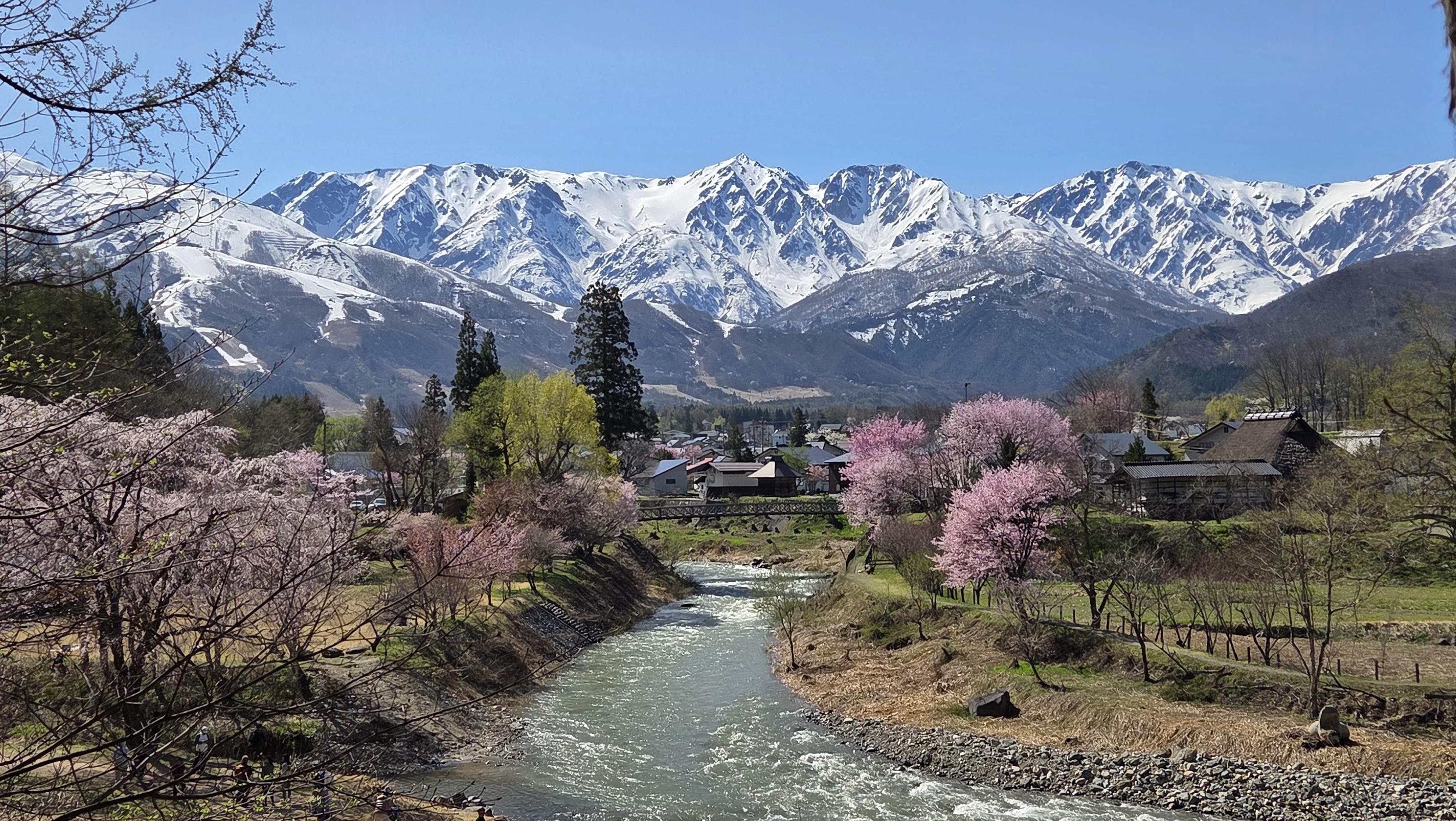 白馬村は桜が満開です。 / hirohiroさんのモーメント | YAMAP / ヤマップ