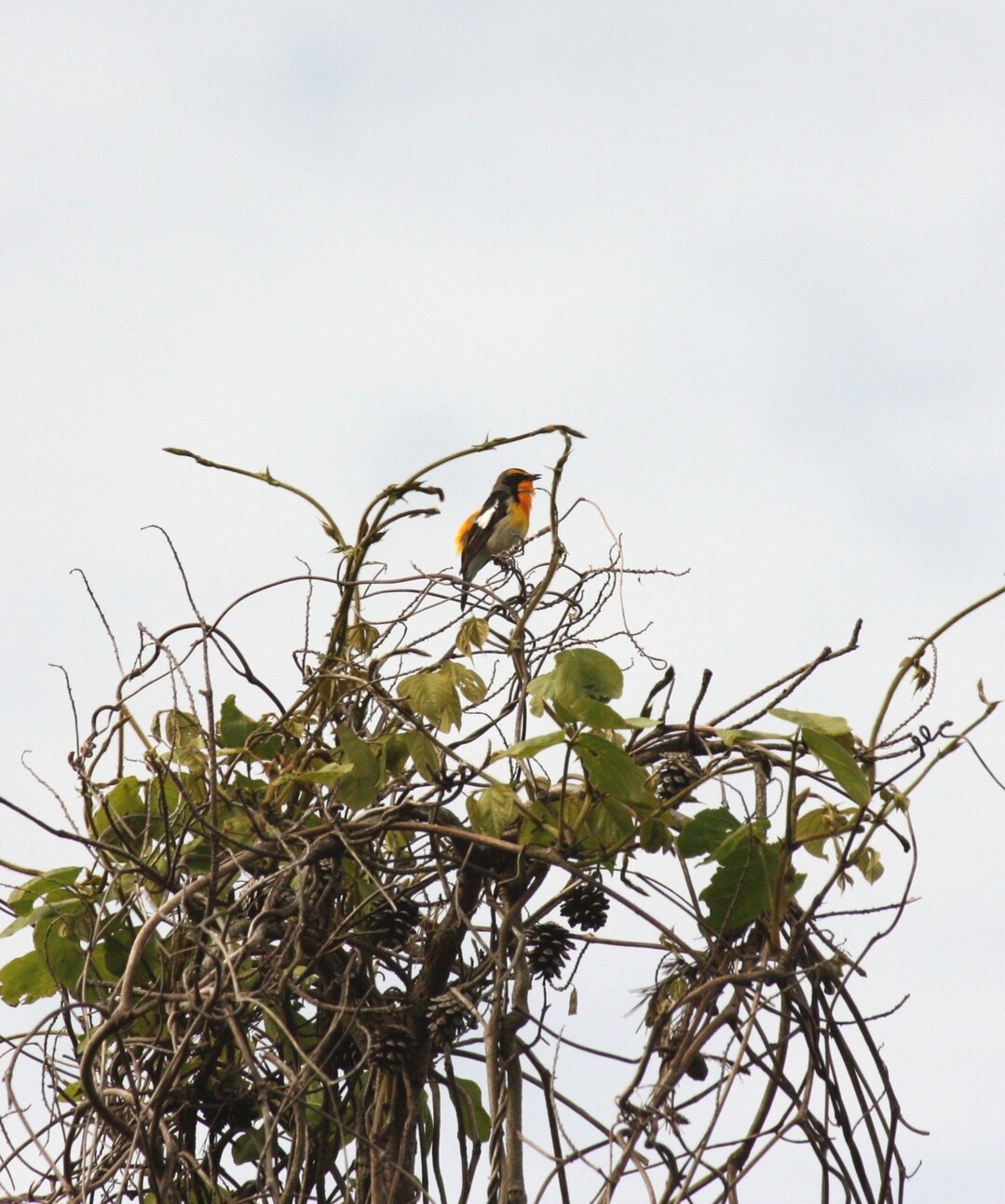 二上山-2022-05-15 / yasuさんの金剛山・二上山・大和葛城山の活動データ | YAMAP / ヤマップ