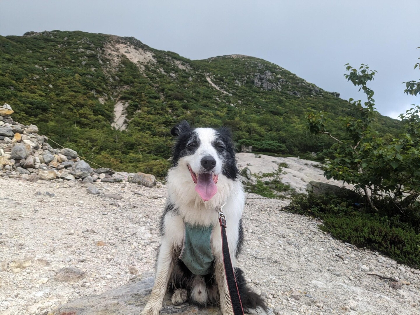 イワオヌプリ（硫黄山）・イワオヌプリ（東峰） / zero_bcさんのニセコアンヌプリ・イワオヌプリ・チセヌプリの活動日記 | YAMAP / ヤマップ