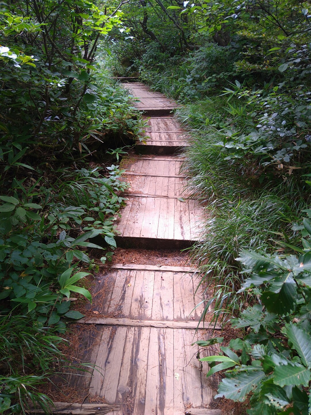 まなっPさんの投稿したフィールドメモ | YAMAP / ヤマップ