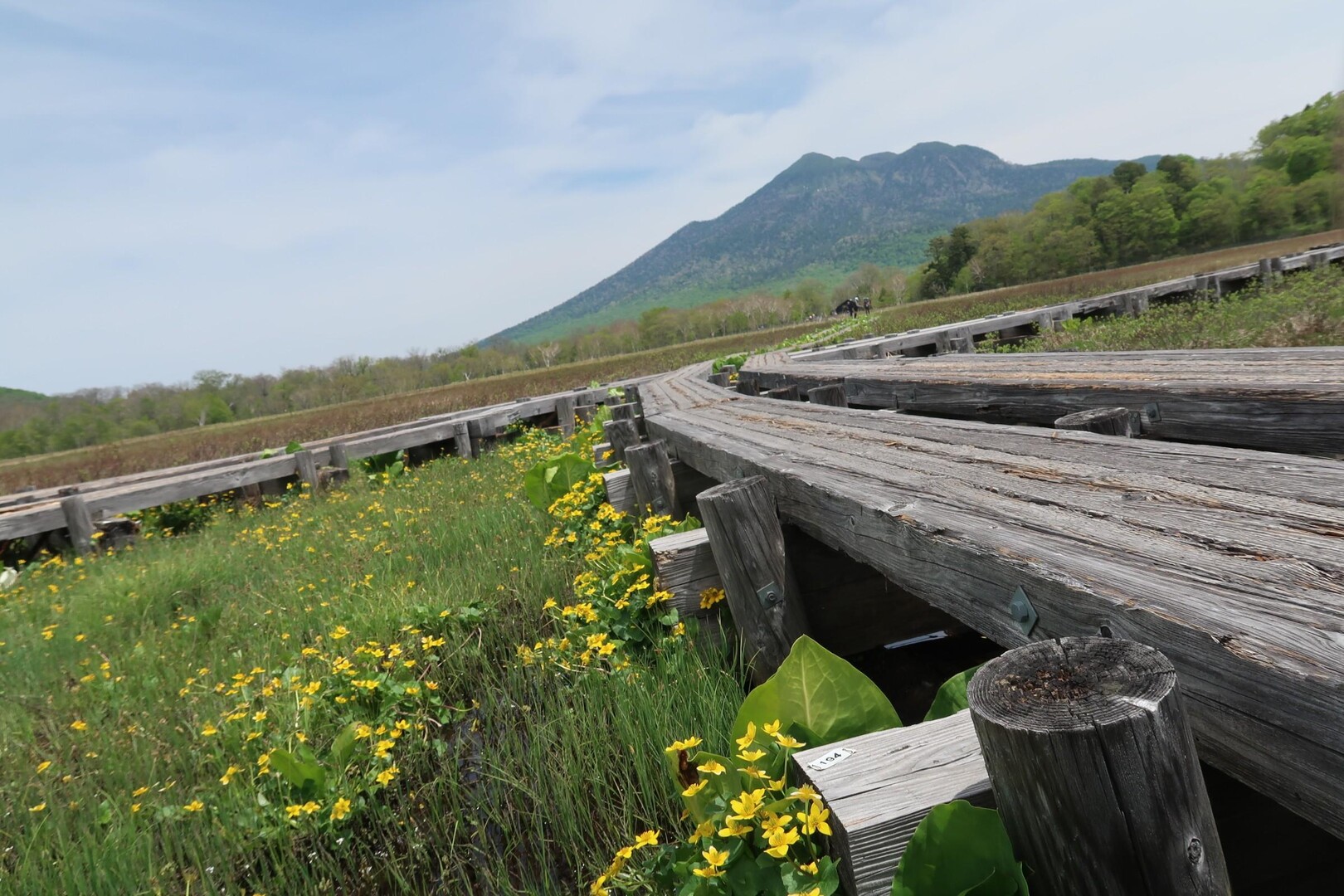 尾瀬ヶ原2024-05-30 / nakaさんの尾瀬・至仏山・悪沢岳・笠ヶ岳の活動データ | YAMAP / ヤマップ