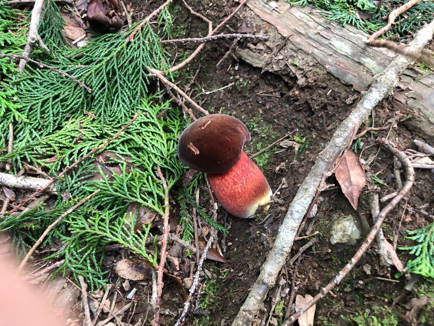 経ヶ峰・稲子山周回④ / @Miju@さんの経ヶ峰の活動データ | YAMAP / ヤマップ