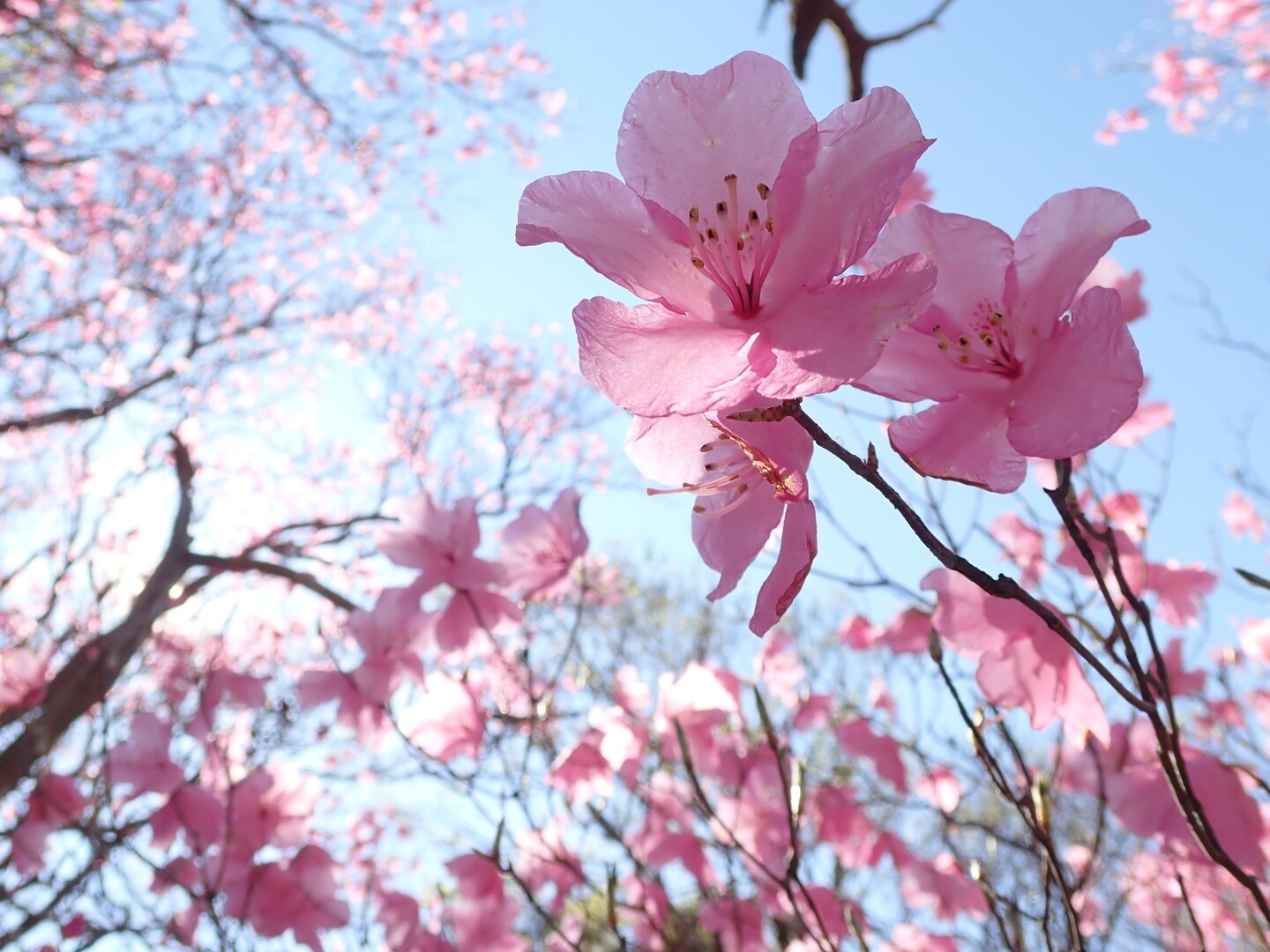 2022/5/3 本谷山と笠松山 春をい... / fukuさんのモーメント | YAMAP / ヤマップ