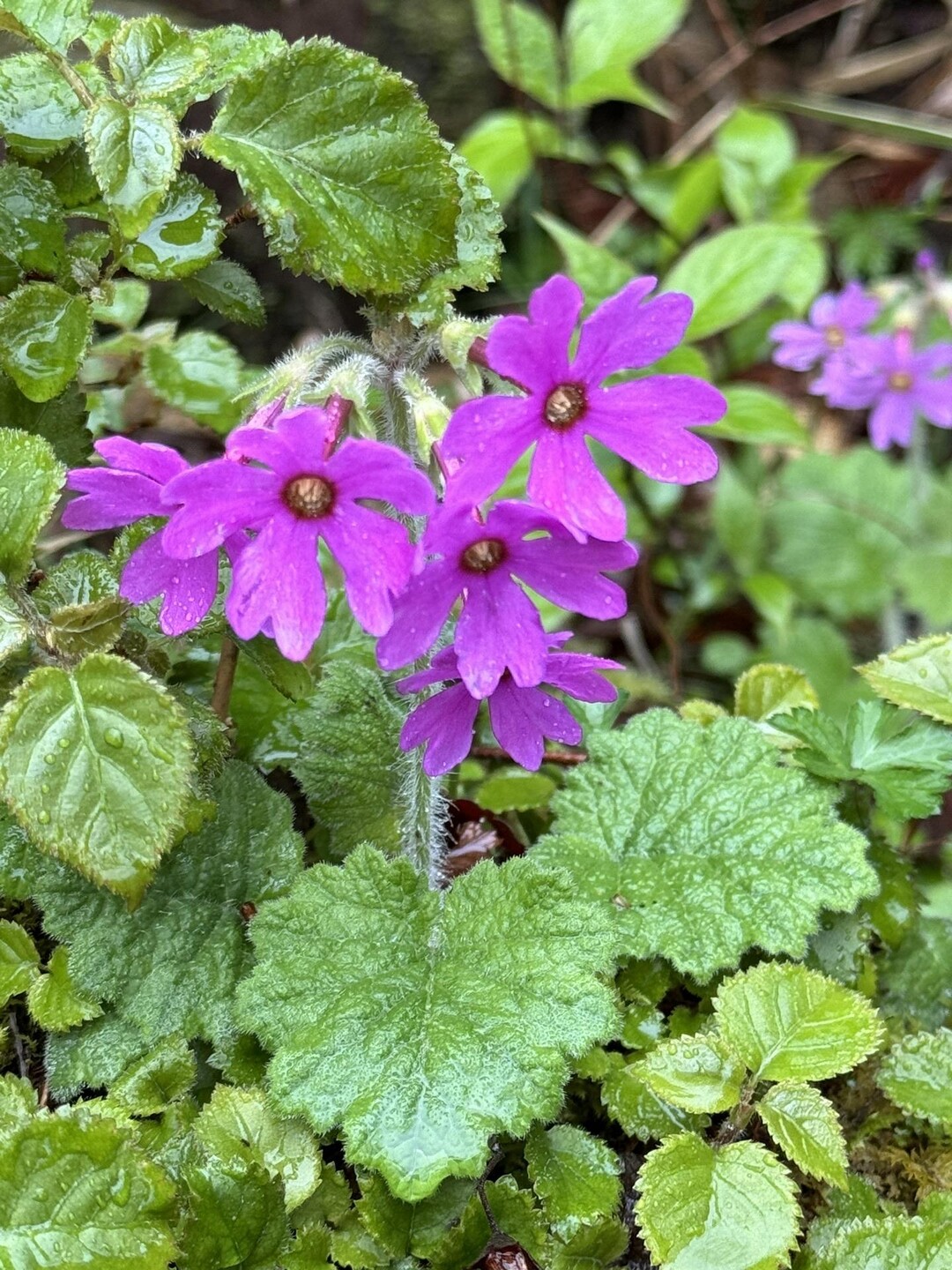 四国の山は素敵すぎる💕💕💕😊 / yukoさんの皿ヶ嶺・梅ヶ谷山・うなめごの活動データ | YAMAP / ヤマップ