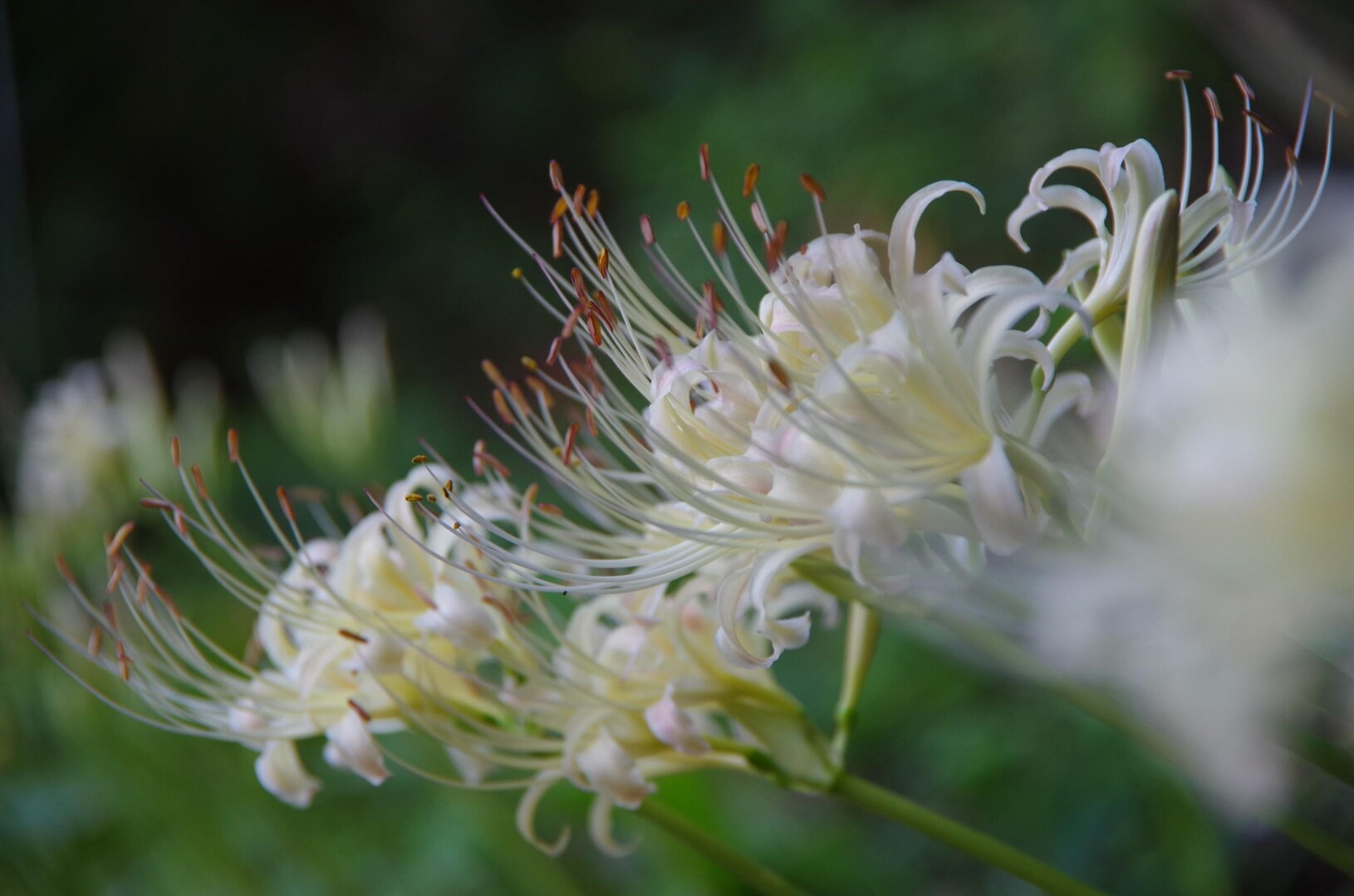 蚊取り線香ぶら下げて / neyさんの四王寺山・大城山・大原山の活動データ | YAMAP / ヤマップ